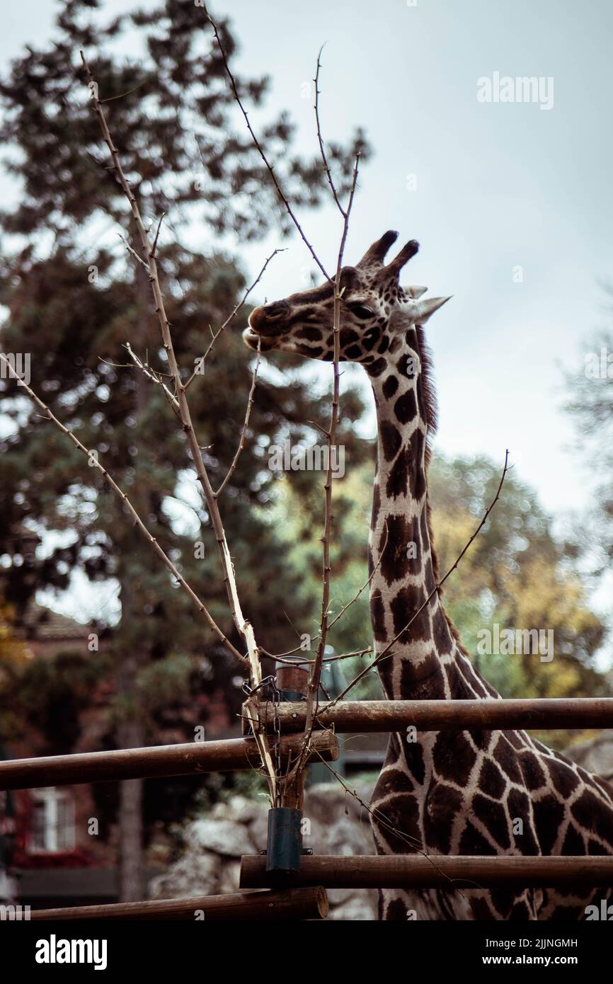 A vertical shot of a tall giraffe near the fence in the national park ...