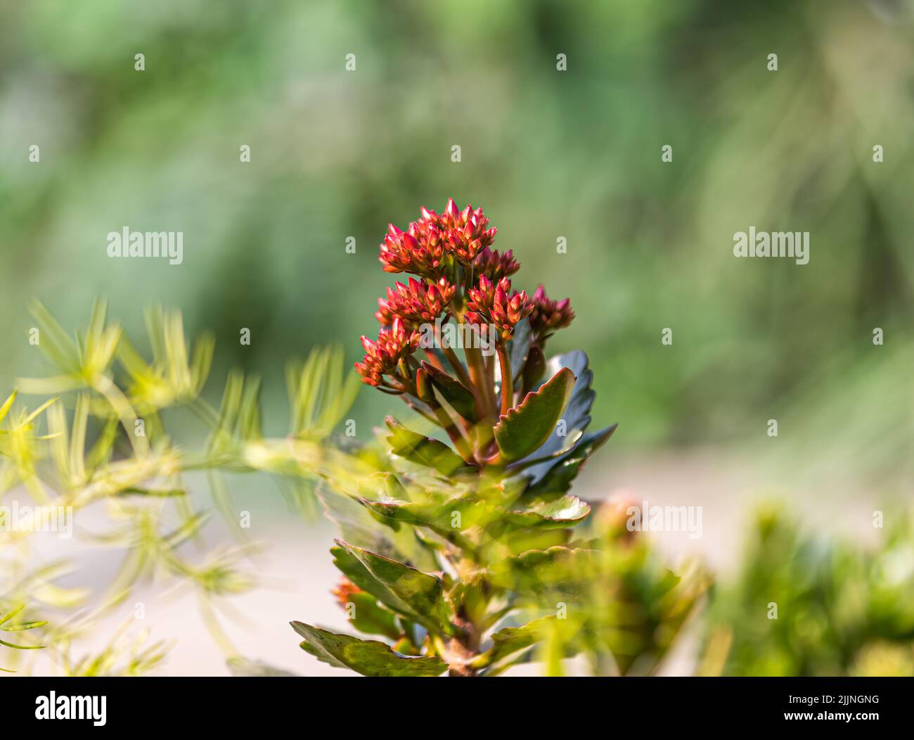 Kalanchoe Queen flower buds on its plant in garden Stock Photo - Alamy