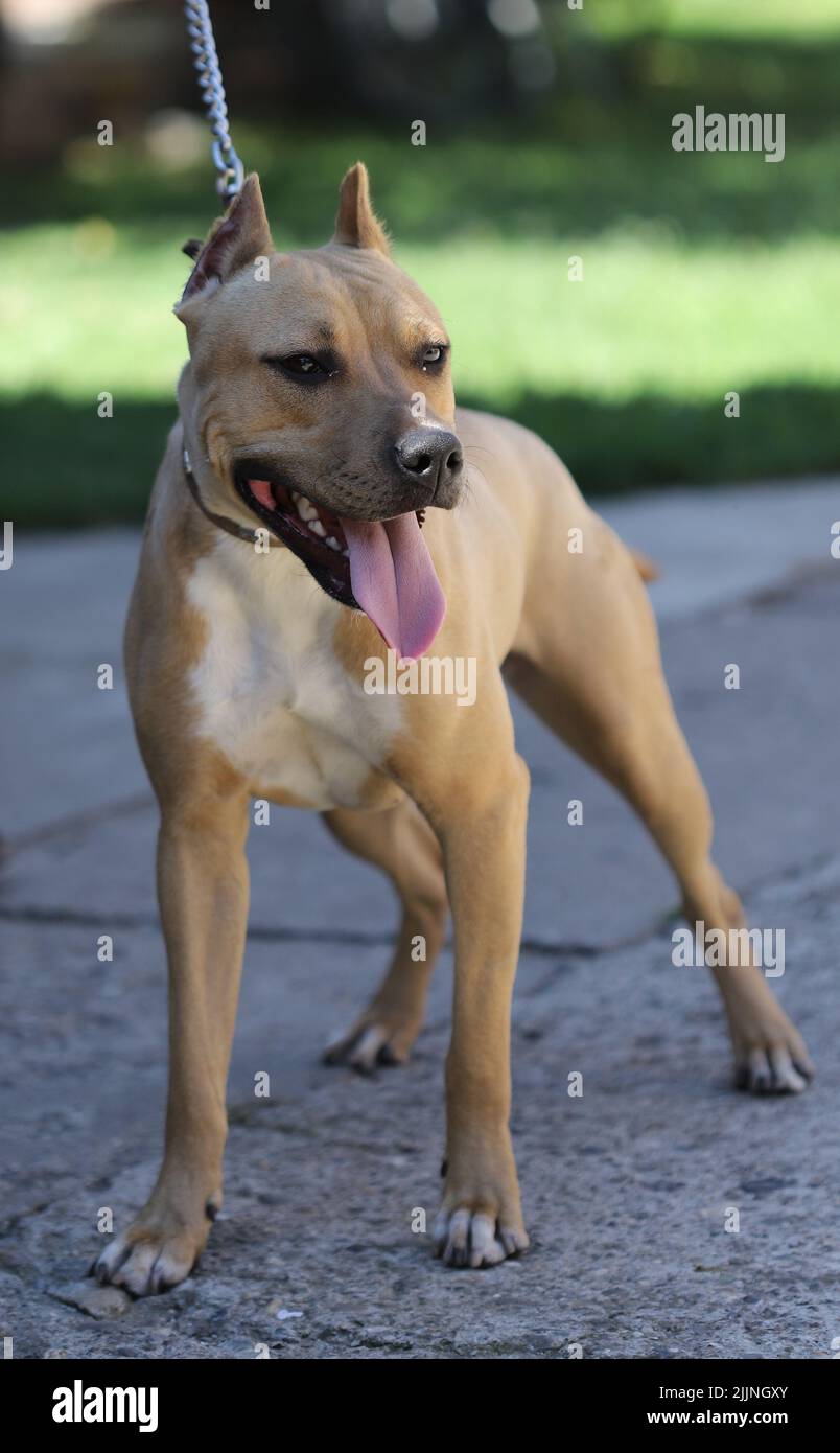 American staffy hi-res stock photography and images - Alamy