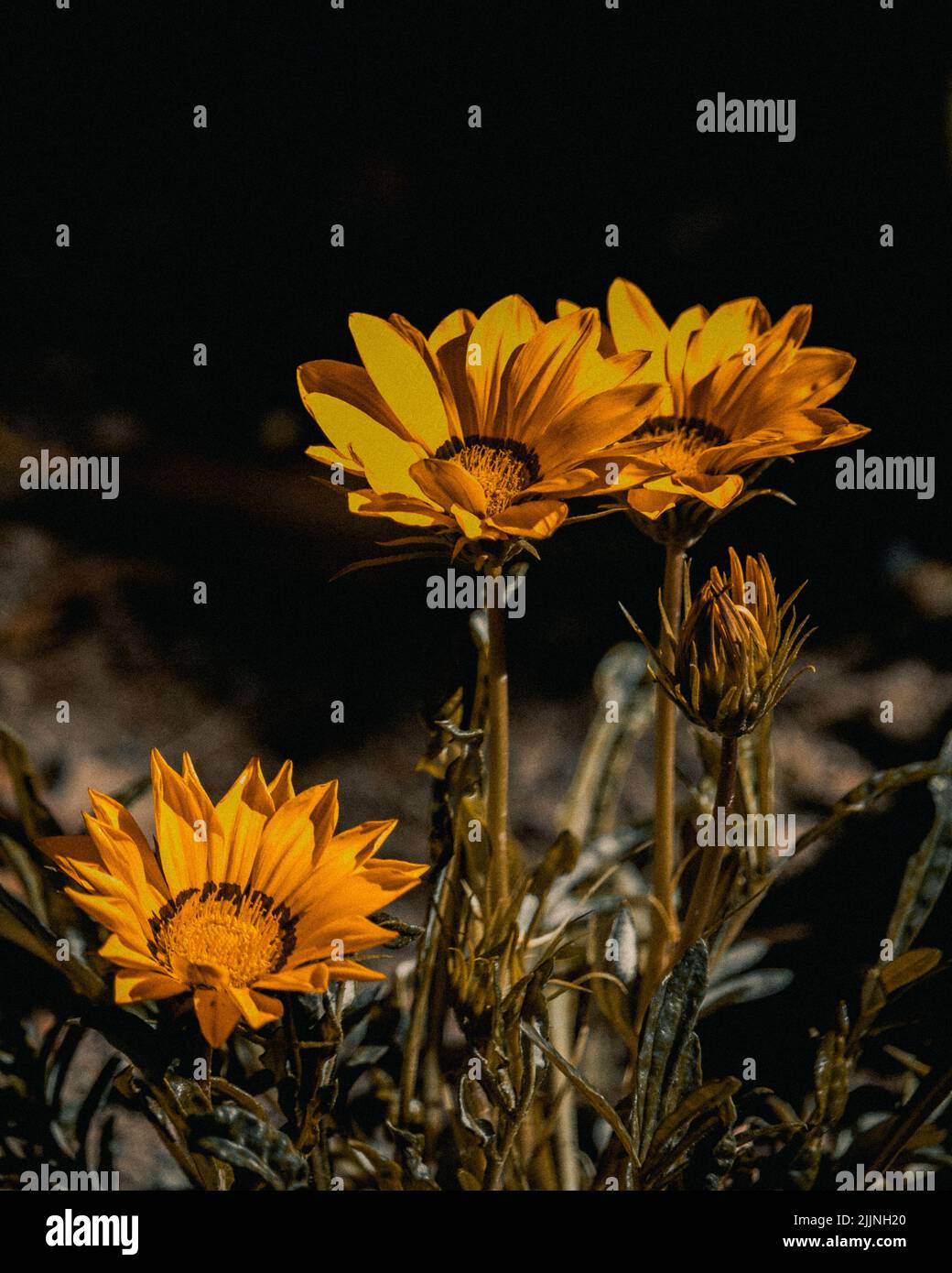 Yellow treasure flower hi-res stock photography and images - Alamy