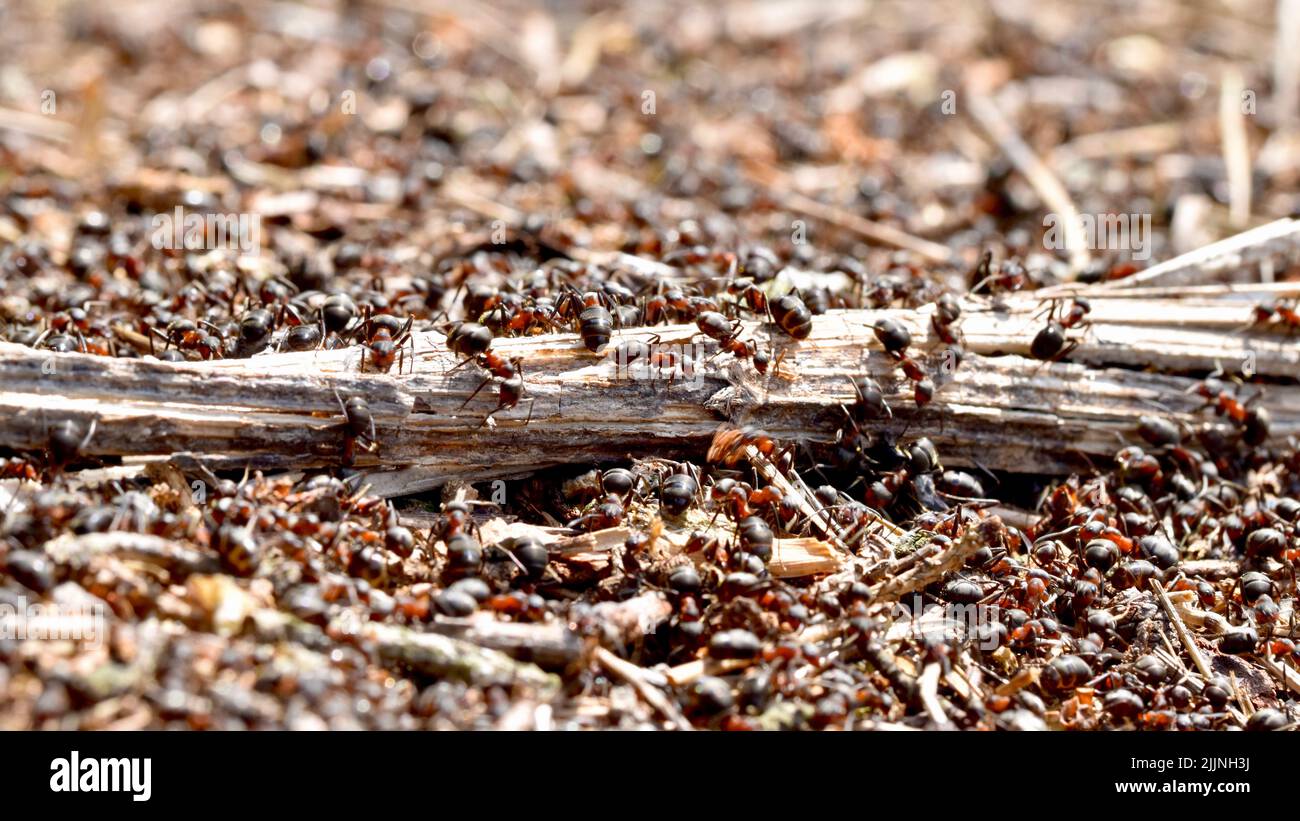 Ants detail hi-res stock photography and images - Alamy