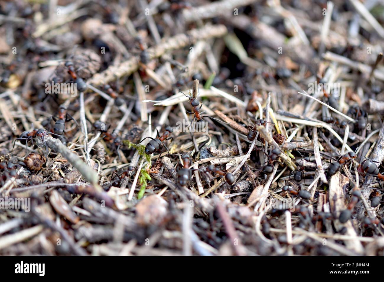 Small group of insects hi-res stock photography and images - Alamy