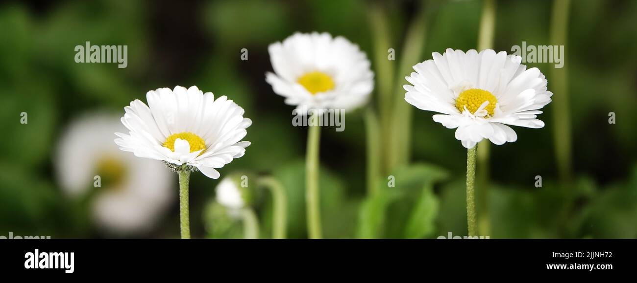 White daisy flowers sway in the field in the wind Stock Photo - Alamy