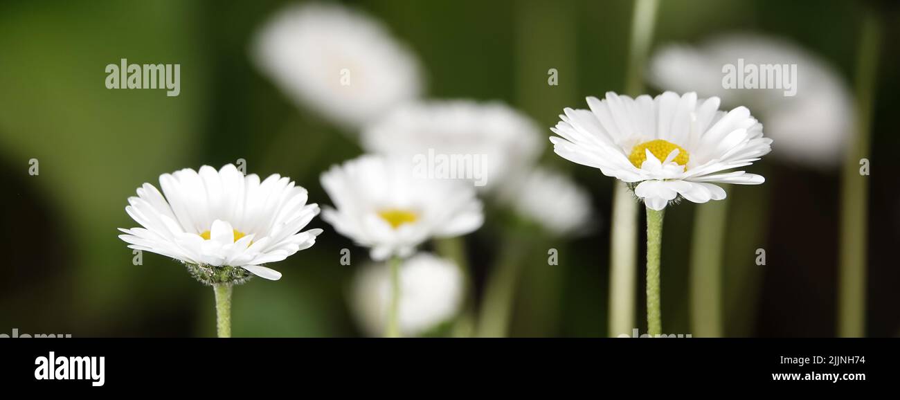 Swinging flowers in the wind hi-res stock photography and images - Alamy
