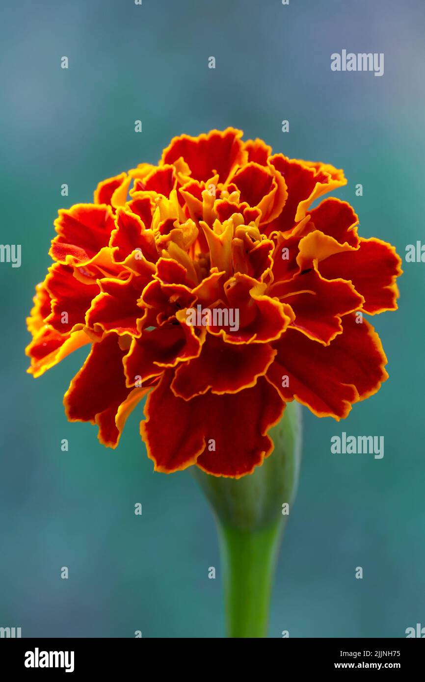 Vertical View Of Marigold Flower On Natural Background Stock Photo - Alamy