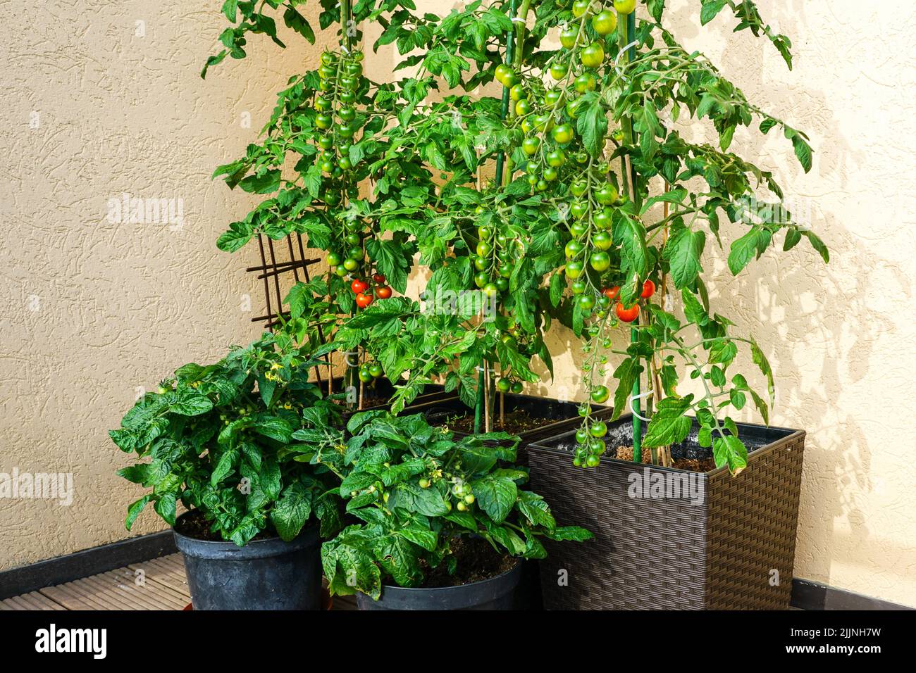 Ecological cherry tomatoes grow and ripen in pots on the balcony of an apartment building Stock ...