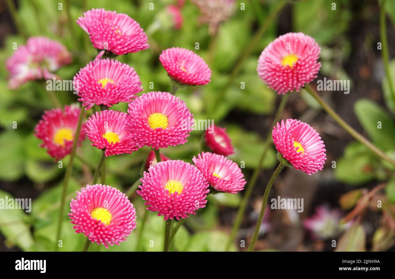 Daisies different colors hi-res stock photography and images - Alamy