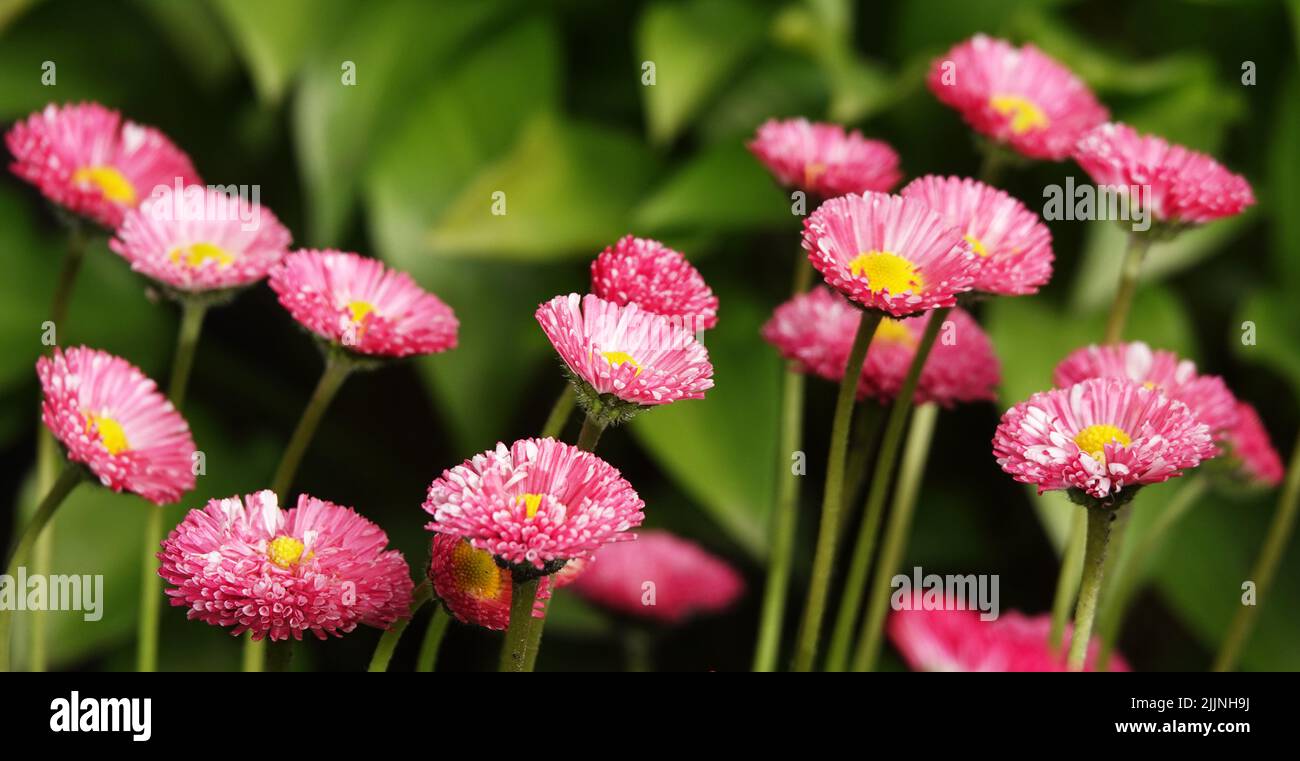 Daisies of different colors hi-res stock photography and images - Alamy