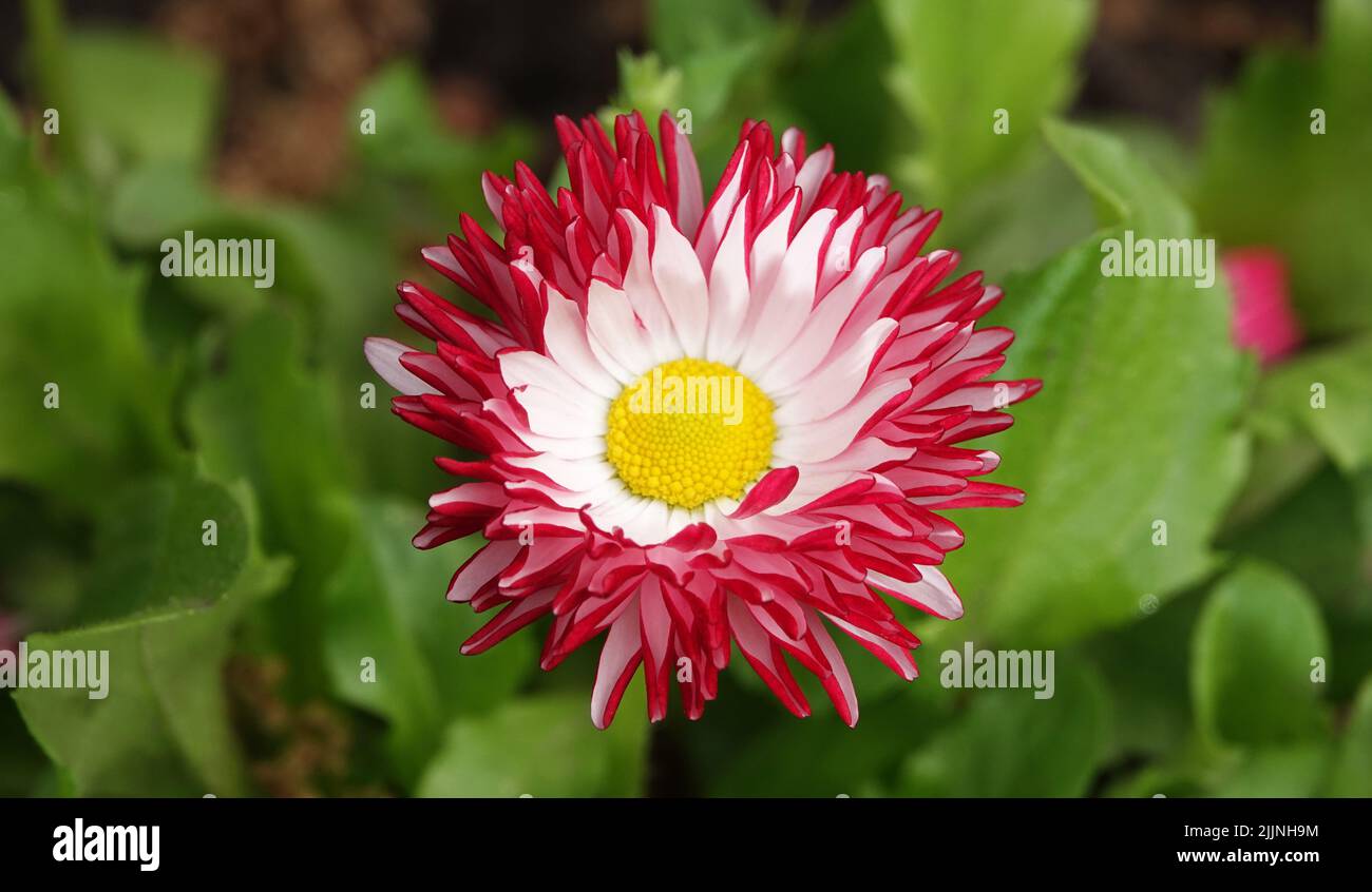Daisies of different colors hi-res stock photography and images - Alamy