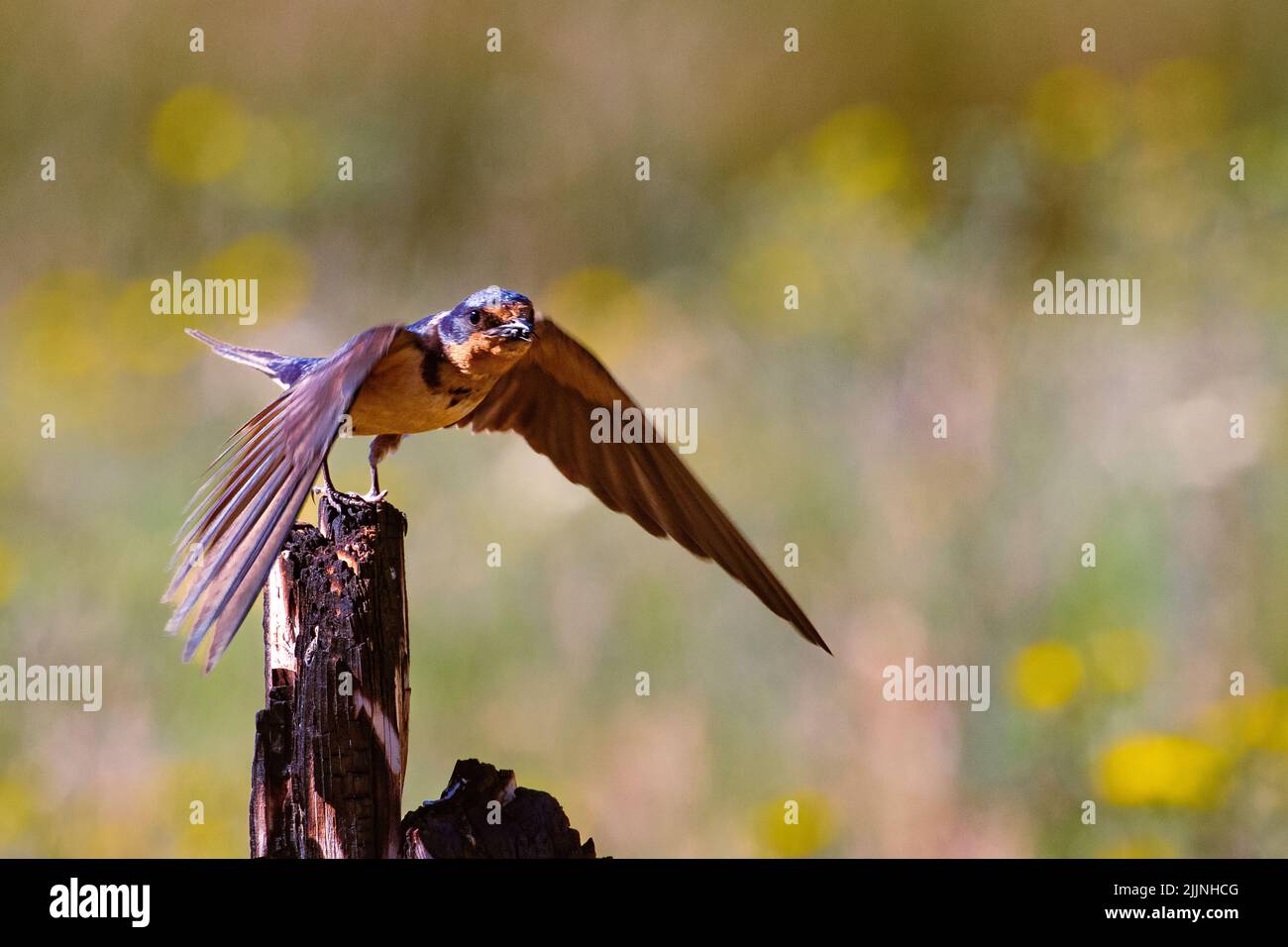 Barn swallow with an insect for its young lifting off a post in Plumas ...