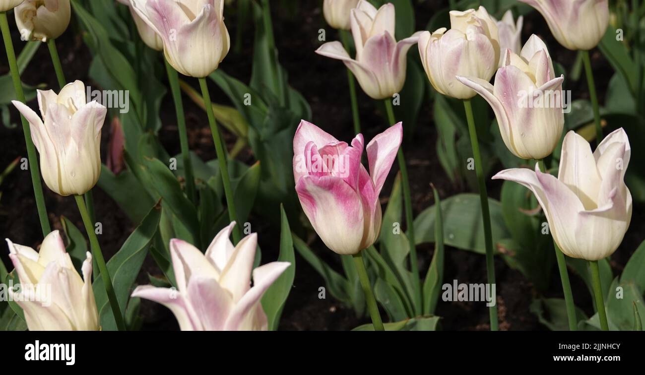 Tulips of different varieties and colors planted in the parks of the ...