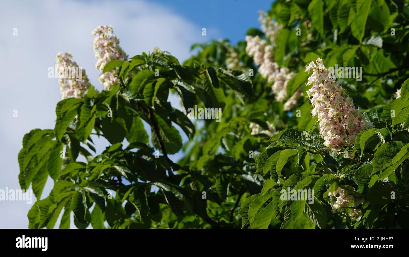 Blooming chestnut tree in spring is a symbol of Ukraine Stock Photo - Alamy