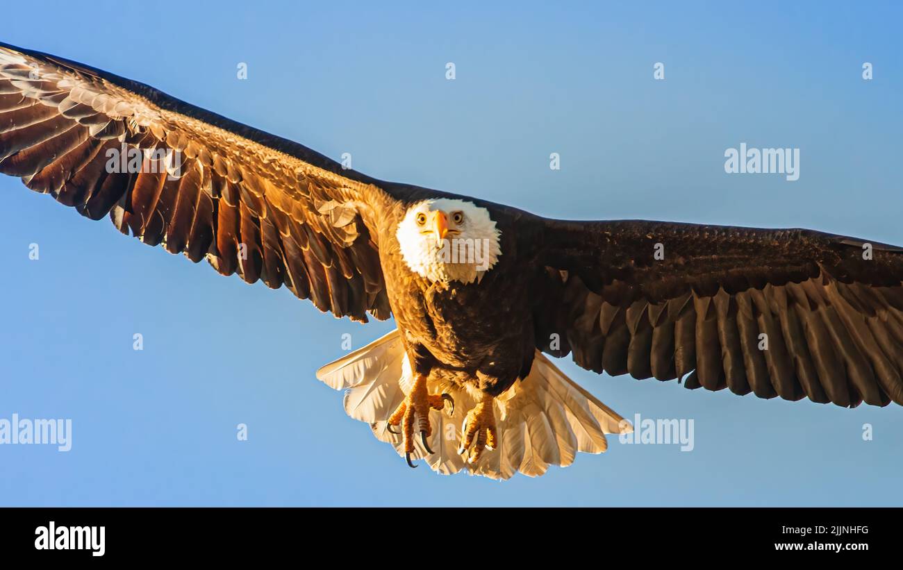 Bald Eagle in warm morning light facing the camera. Photographed in ...