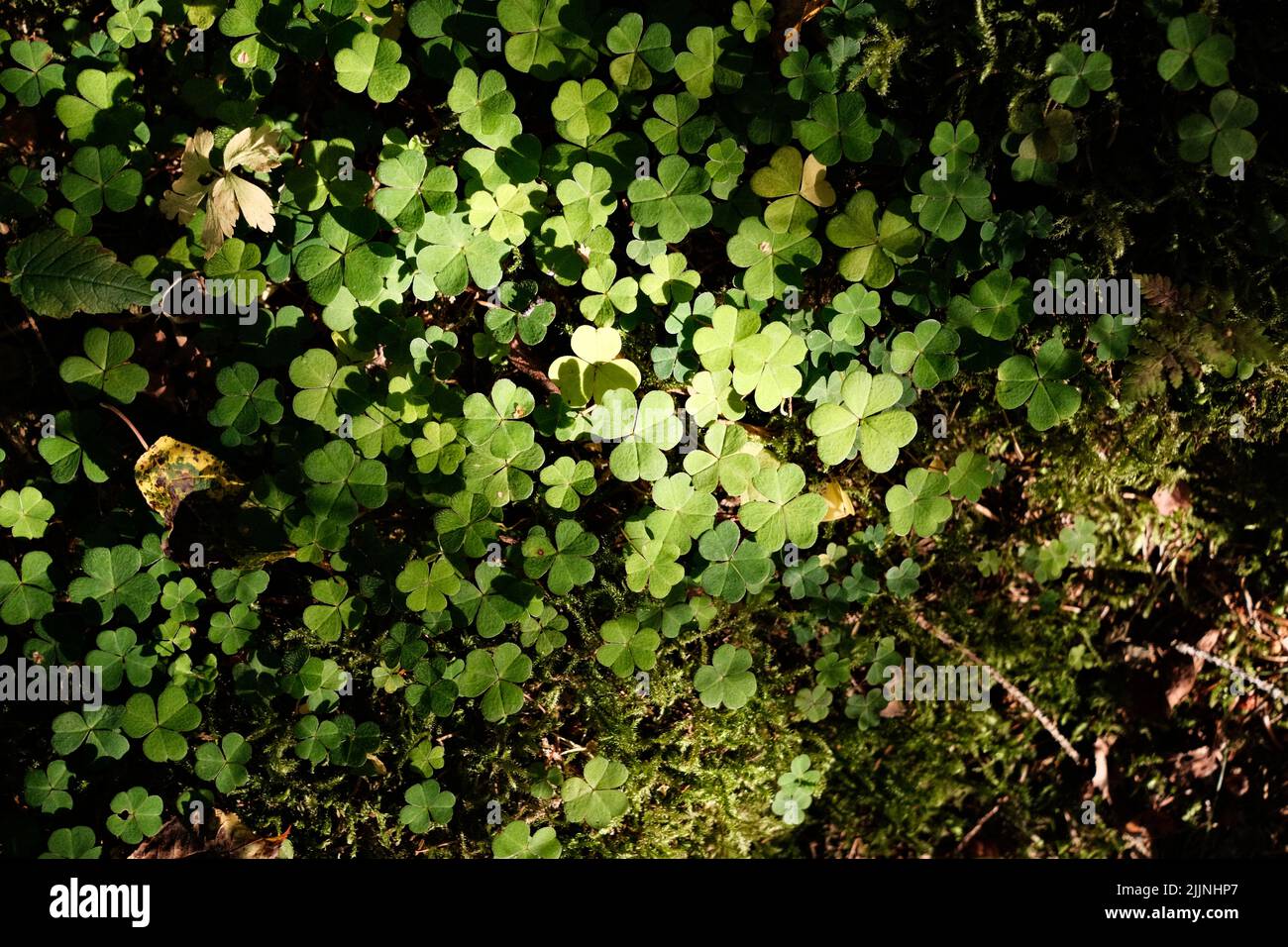 A top view of clovers growing in a forest Stock Photo - Alamy