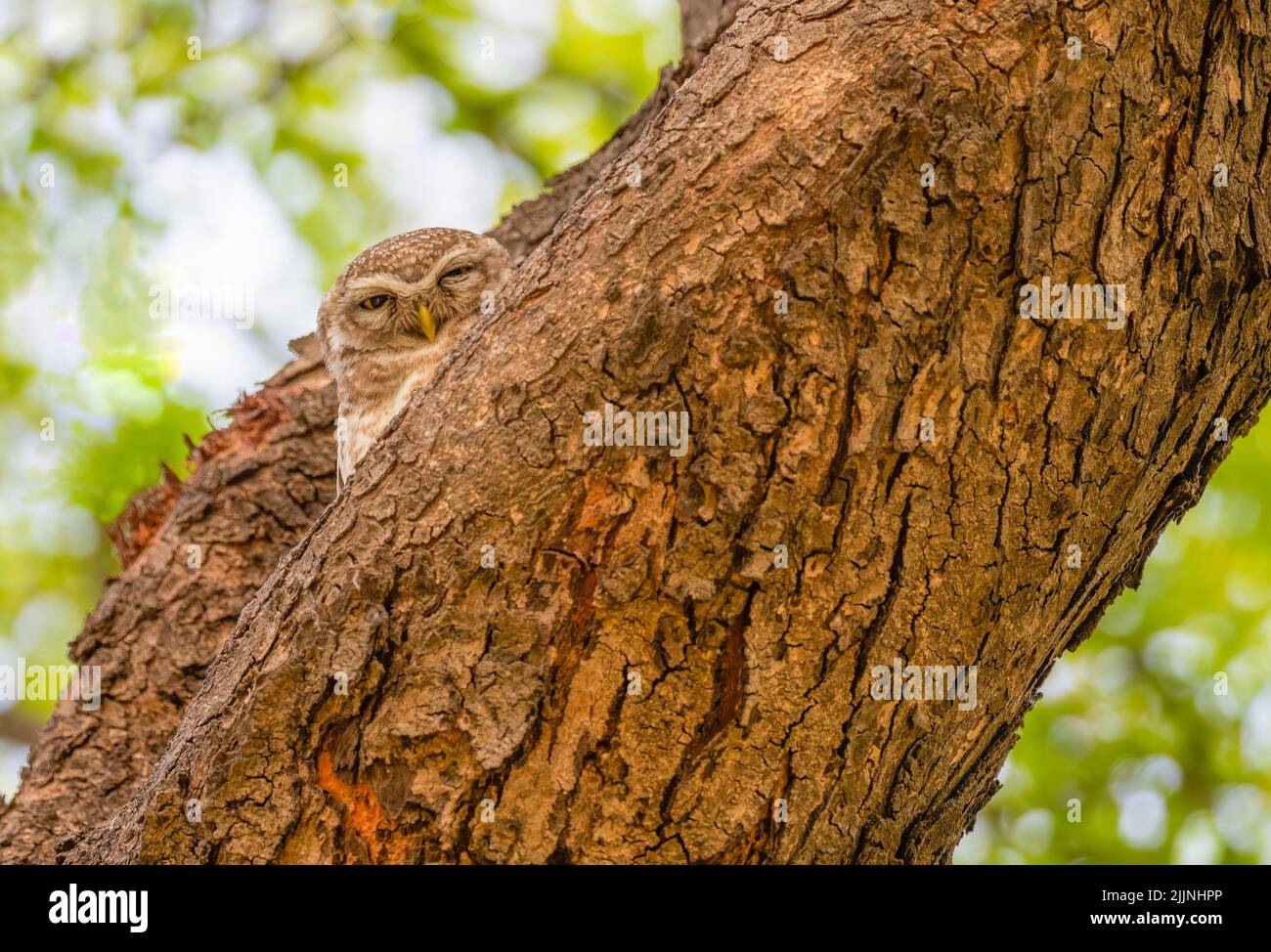 Spotted Owl -a hidden in tree trunk Stock Photo - Alamy