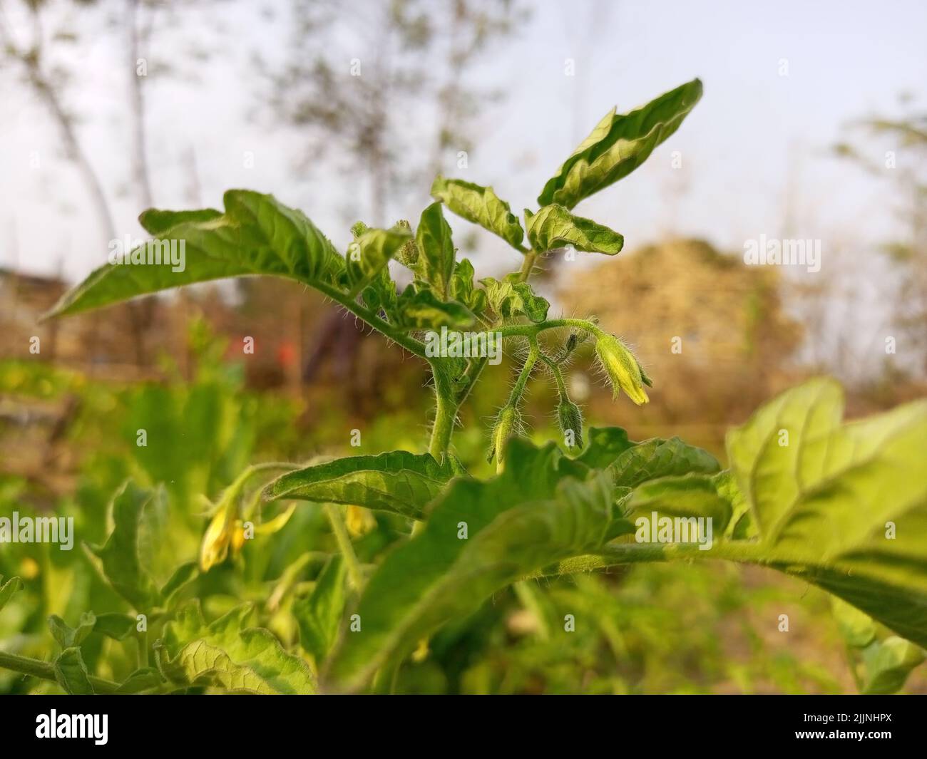 Tomato plant leaves hi-res stock photography and images - Alamy