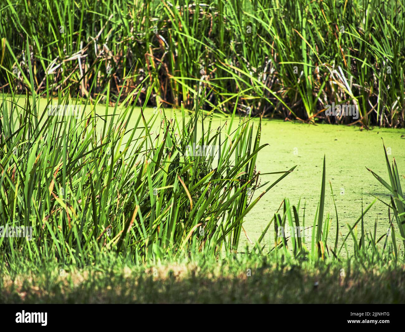 Floating algae cover small pond Stock Photo - Alamy