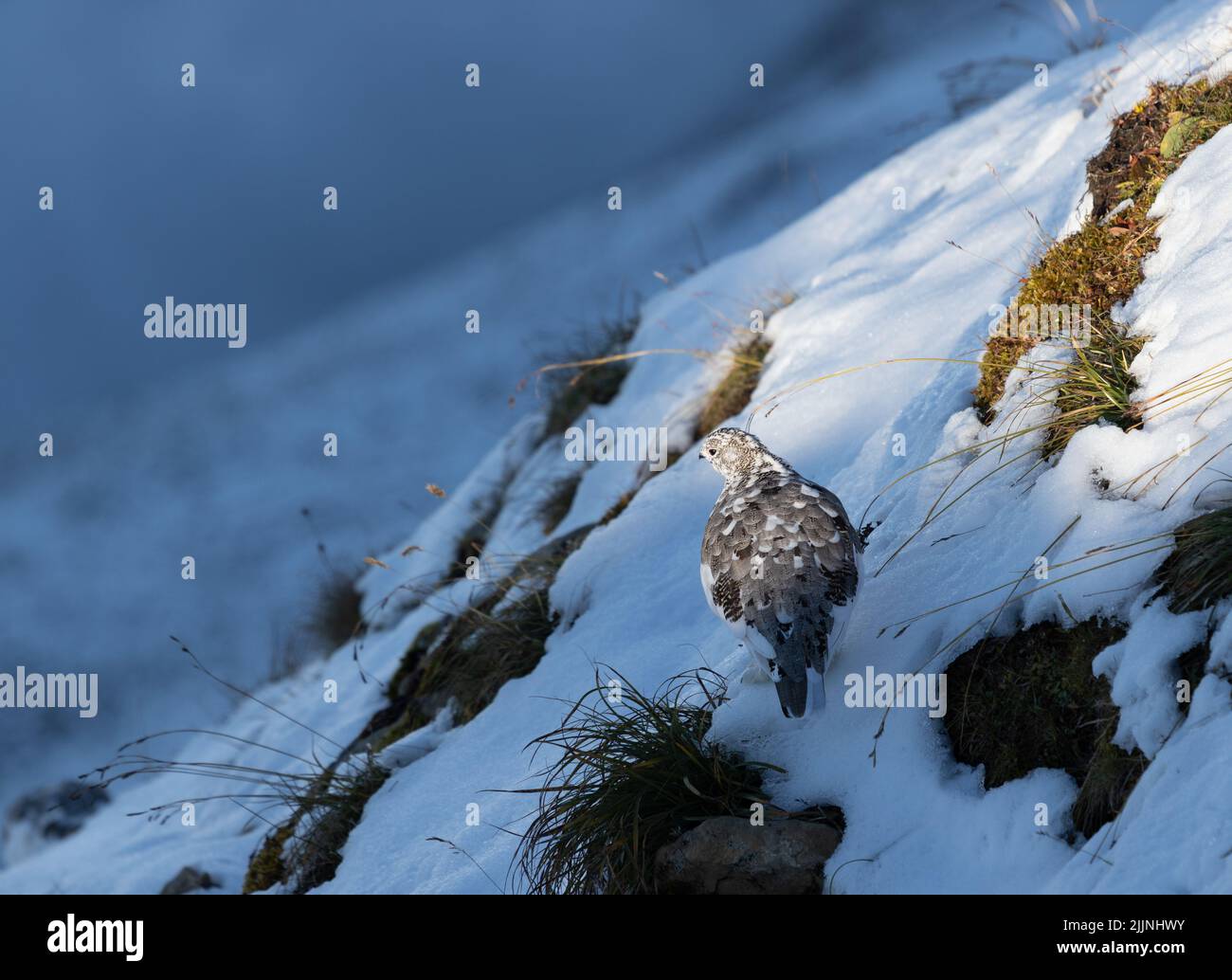Alpine snow chicken, Lagopus muta, sitting in beautiful sunset light on ...