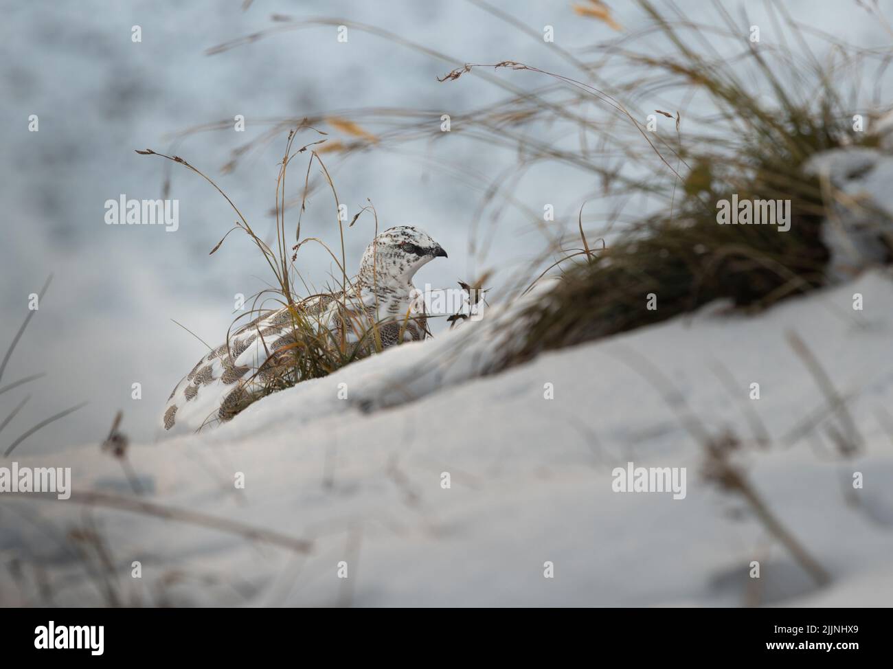 The alpine snow chicken, Lagopus muta, hiding behind the grass Stock ...