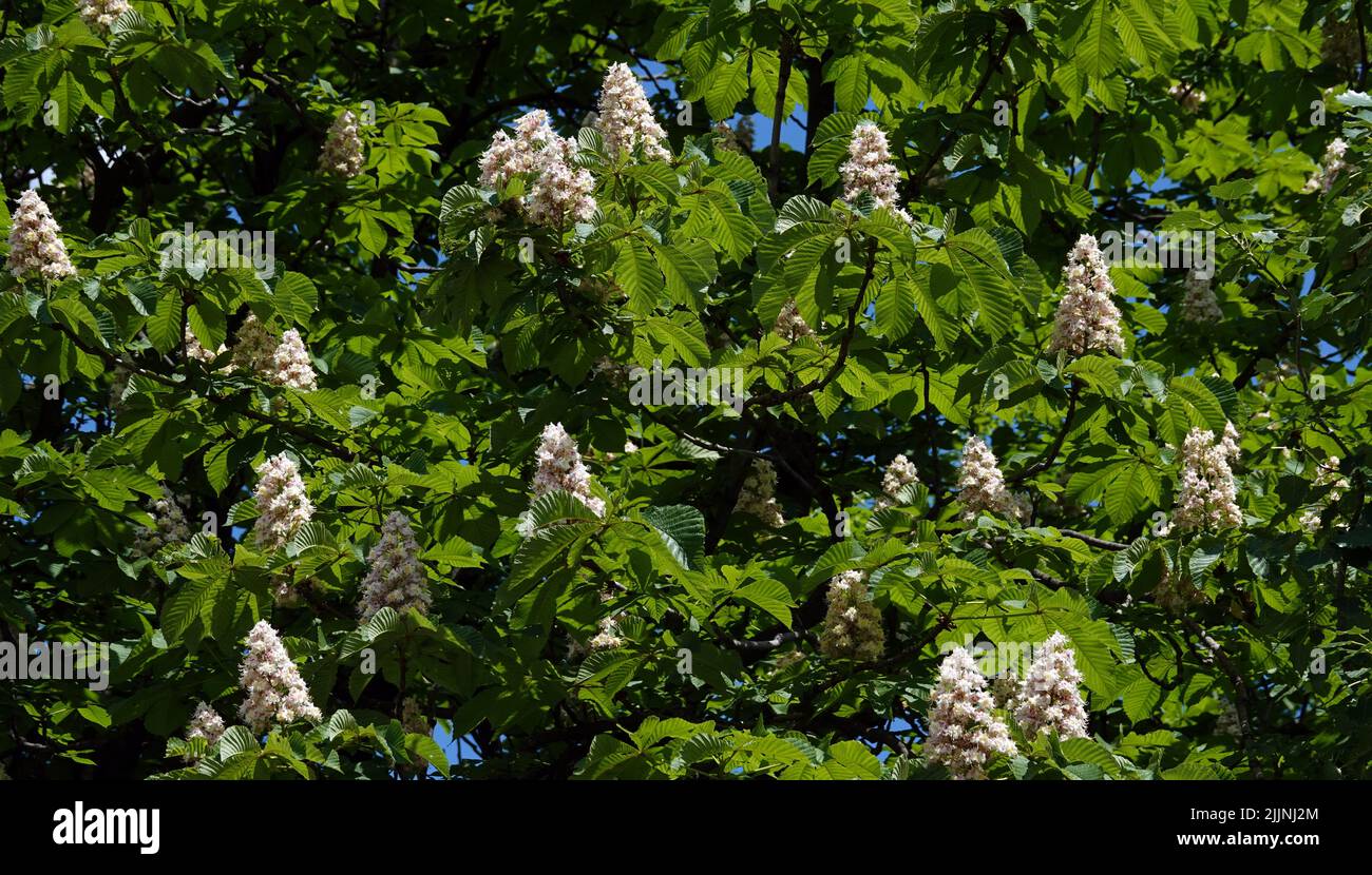 Blooming chestnut tree in spring is a symbol of Ukraine Stock Photo - Alamy