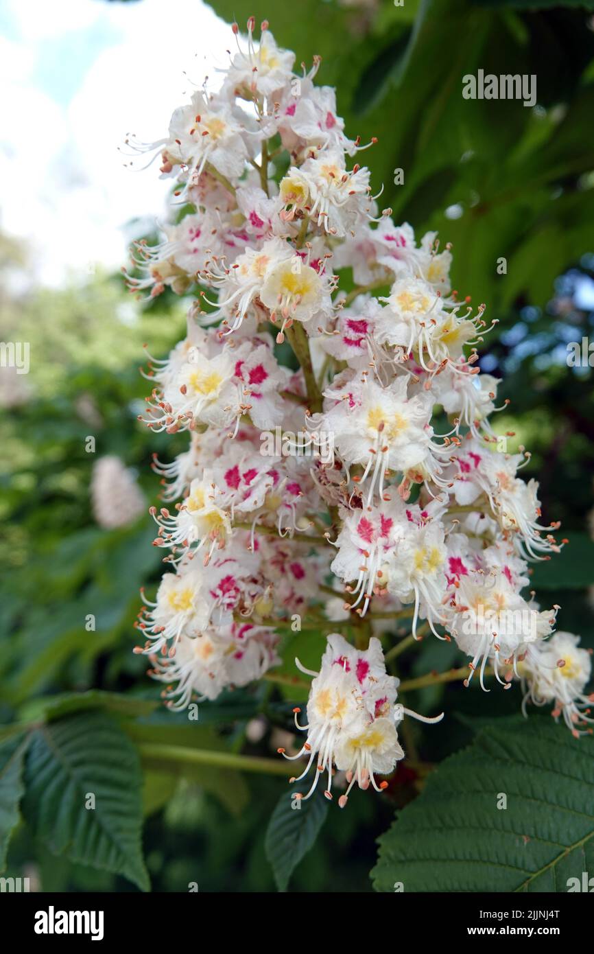 Blooming chestnut tree in spring is a symbol of Ukraine Stock Photo - Alamy