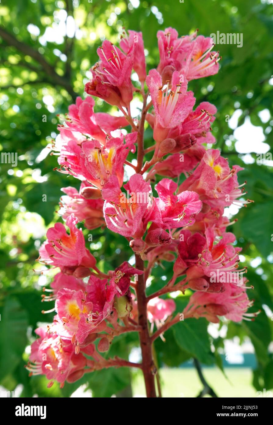 Flowering rare red chestnut tree Stock Photo - Alamy