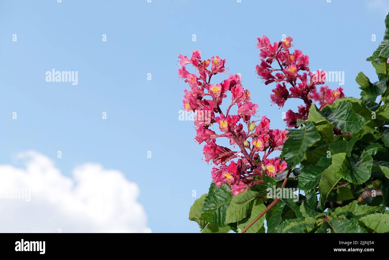 Flowering rare red chestnut tree Stock Photo - Alamy
