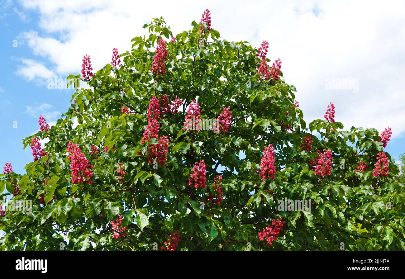 Flowering rare red chestnut tree outdoor, close-up, bright and ...