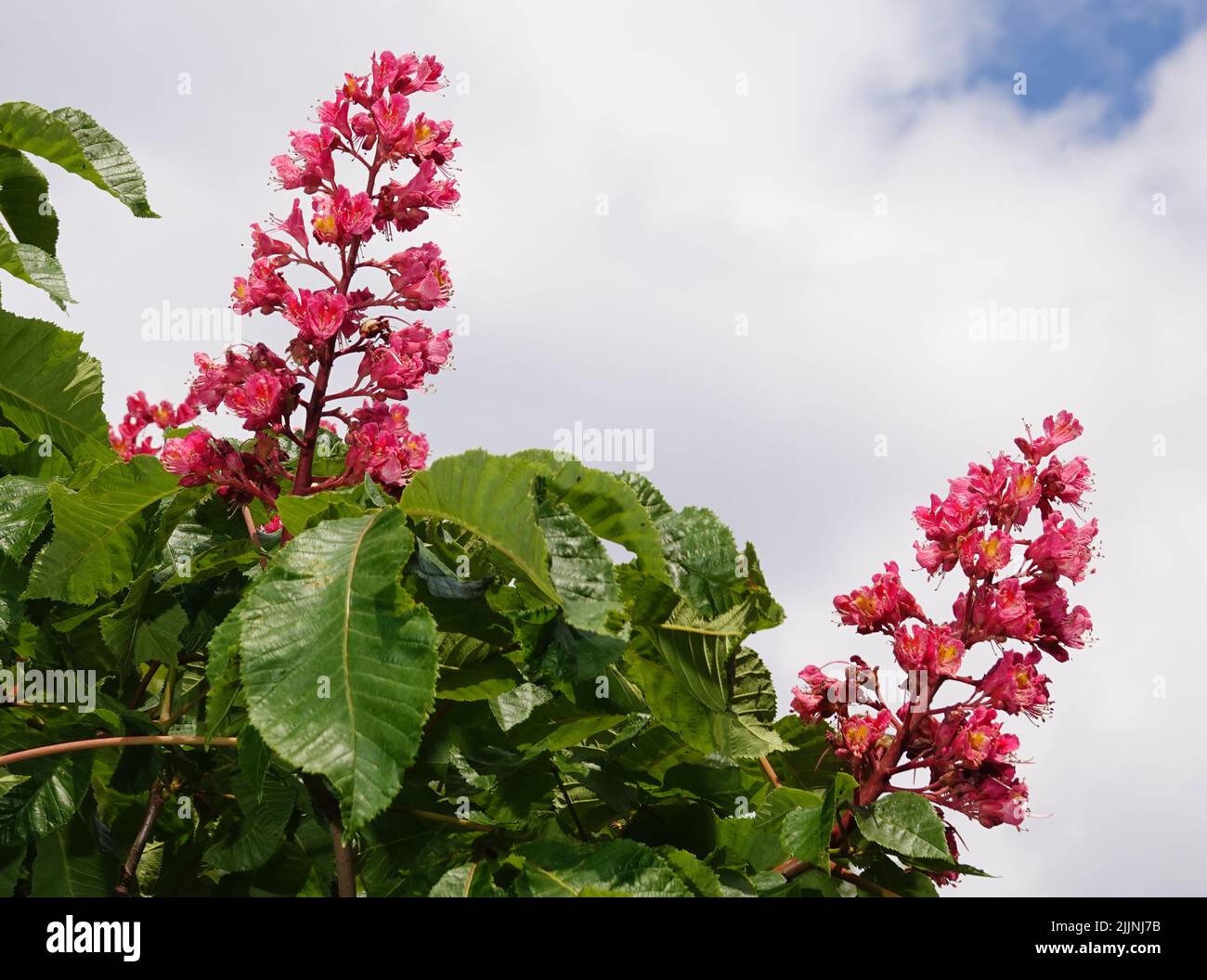 Flowering rare red chestnut tree macro shot close-up on a summer sunny ...