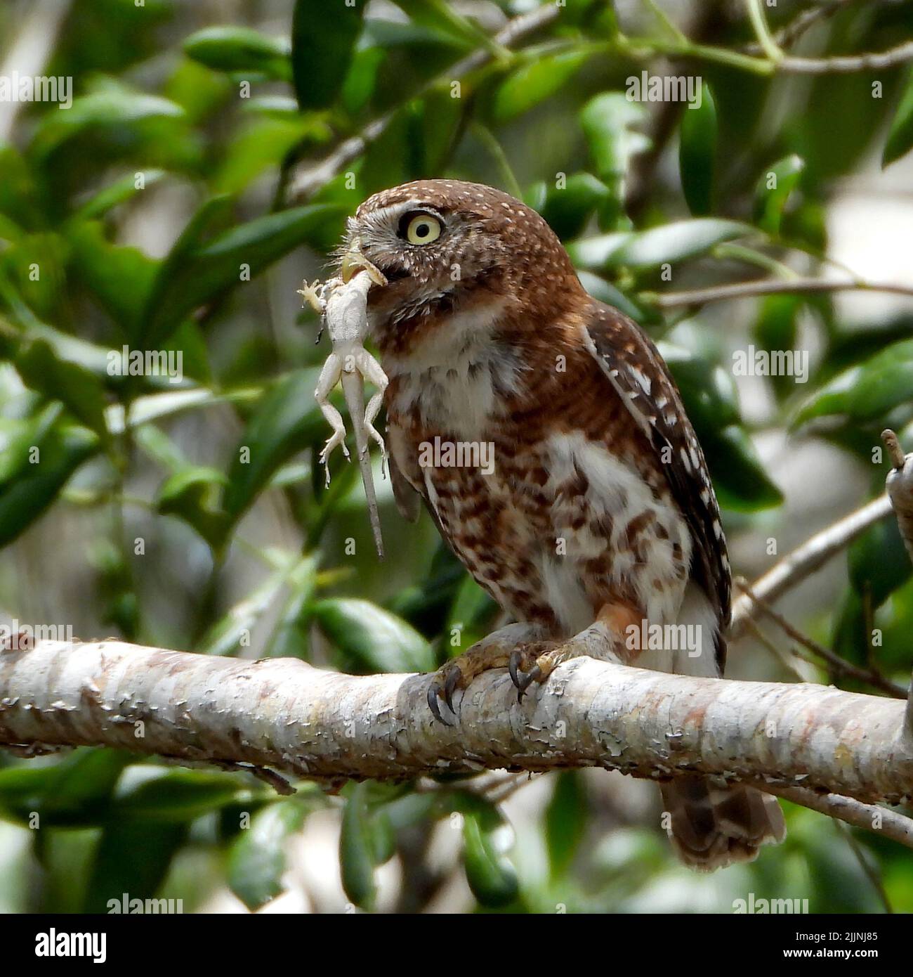 A selective of a African barred owlet (Glaucidium capense) with a ...