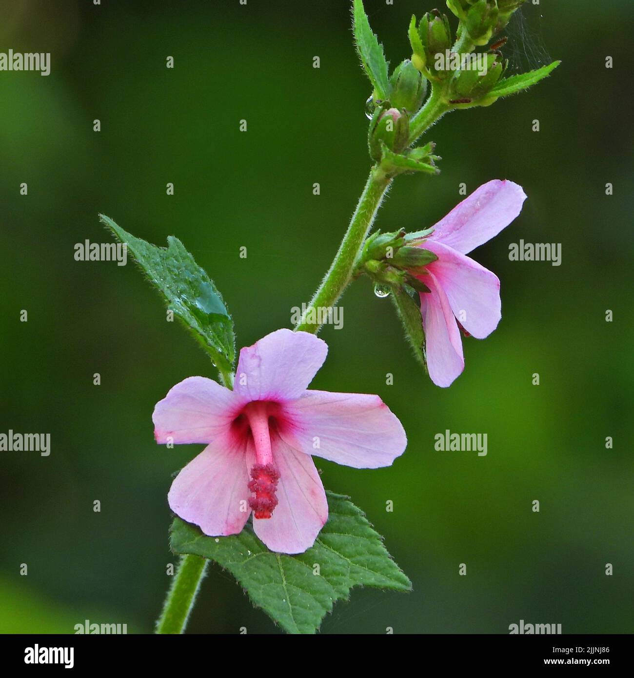 A selective of urena flowers in a garden Stock Photo - Alamy