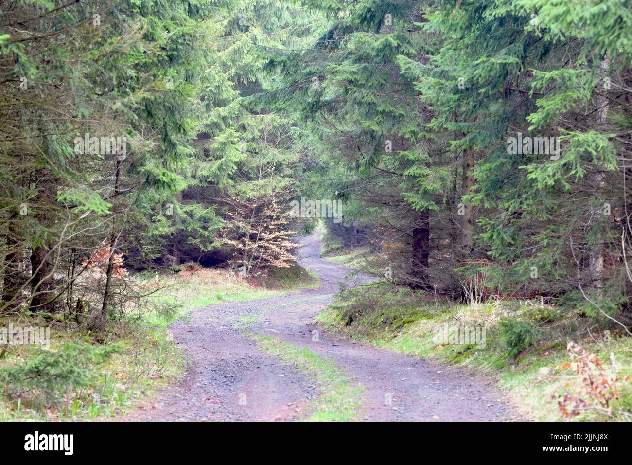 A landscape view of the pine trees in the forest Stock Photo - Alamy