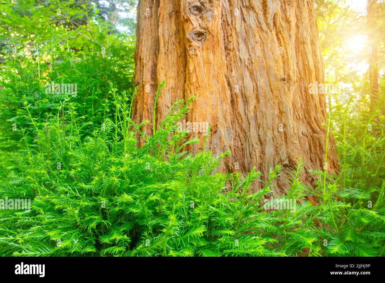 Sunlight shines through the branches of the sequoia and at the base of ...