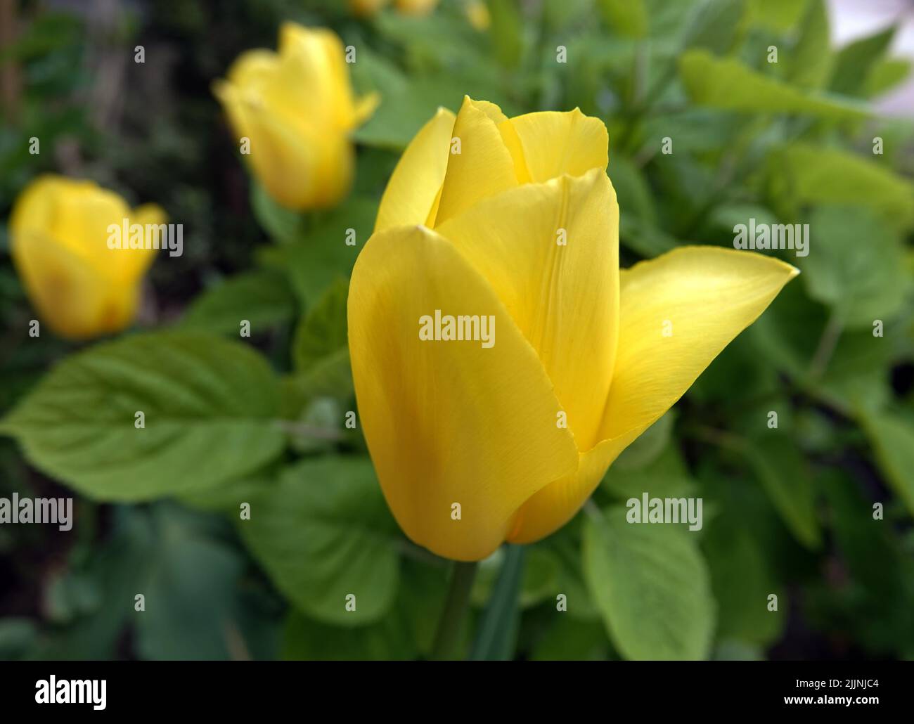 Tulips of different varieties and colors planted in the parks of the ...