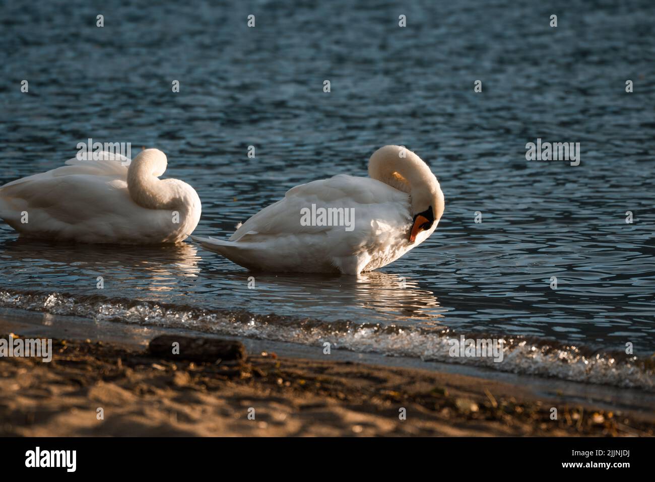Two white ducks hi-res stock photography and images - Alamy