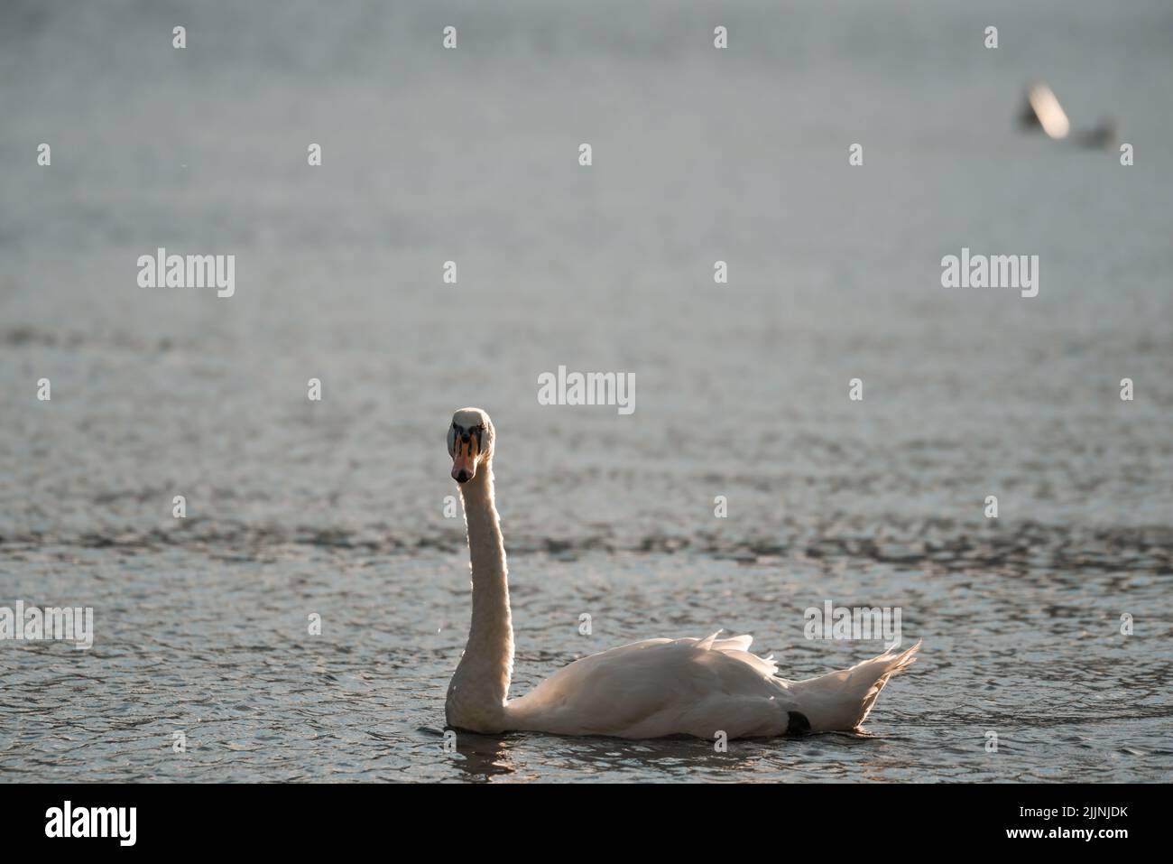 Floating swan hi-res stock photography and images - Alamy