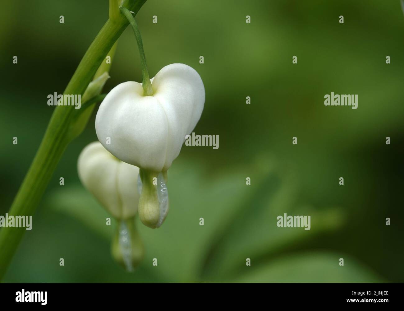 The flowers of the Dicentra are beautiful, The heartflower is beautiful ...