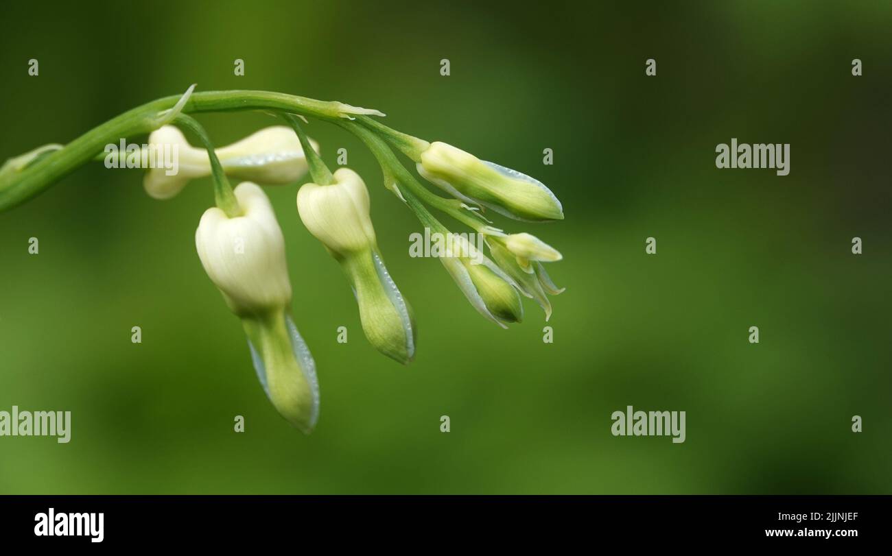 The flowers of the Dicentra are beautiful, The heartflower is beautiful ...