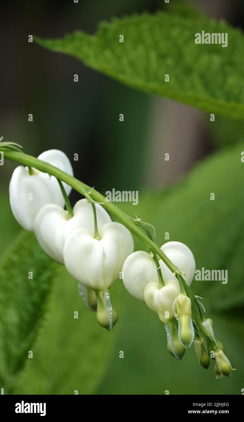 The flowers of the Dicentra are beautiful, The heartflower is beautiful ...