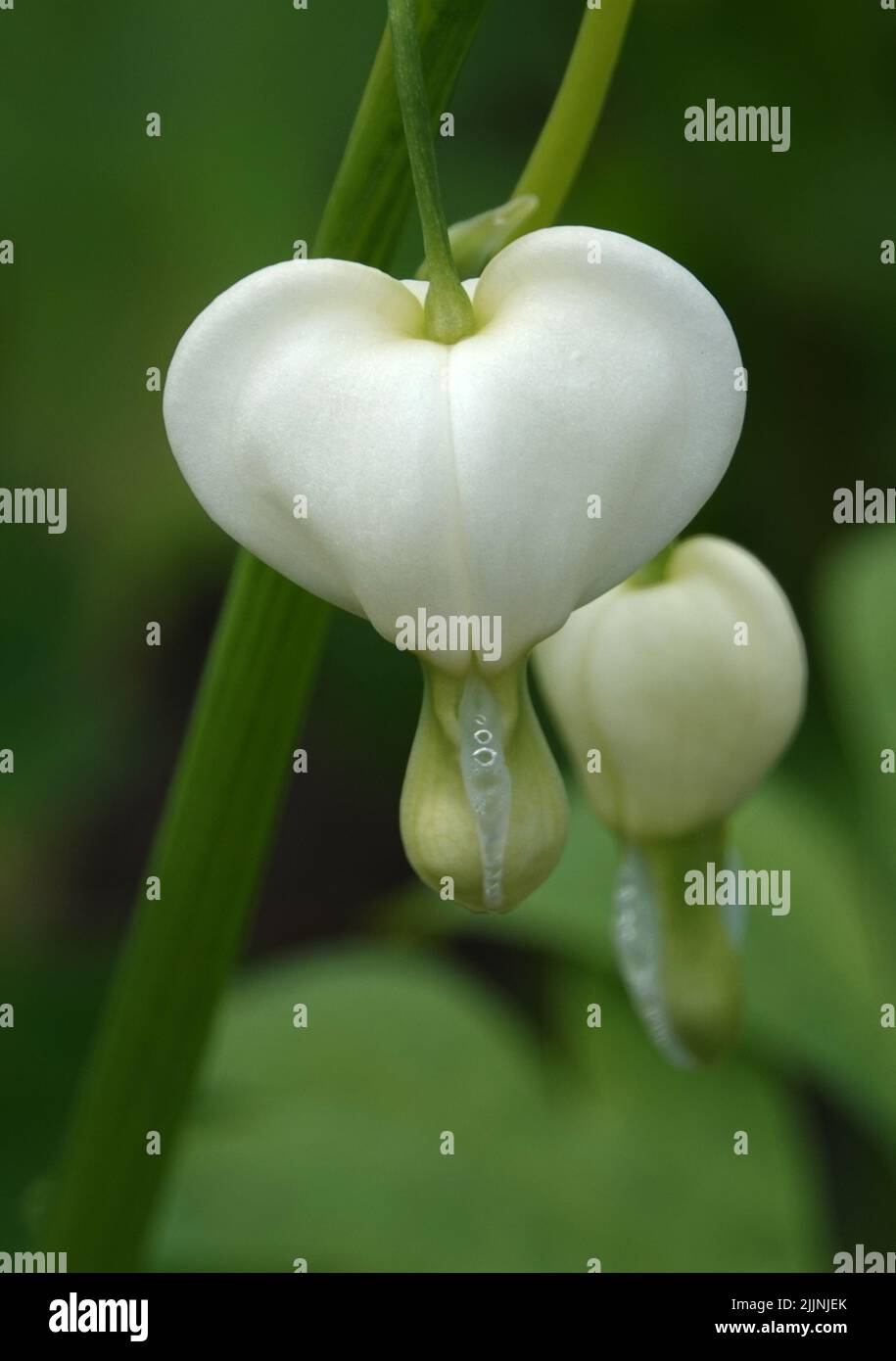 The flowers of the Dicentra are beautiful, The heartflower is beautiful ...