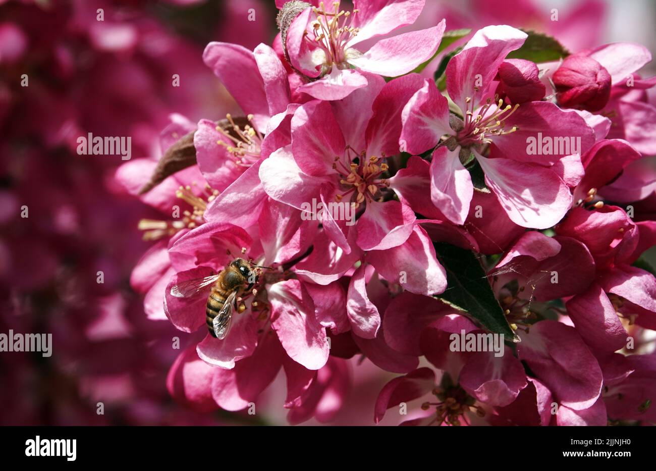 In spring, flowers on fruit trees bloom from the buds Stock Photo - Alamy