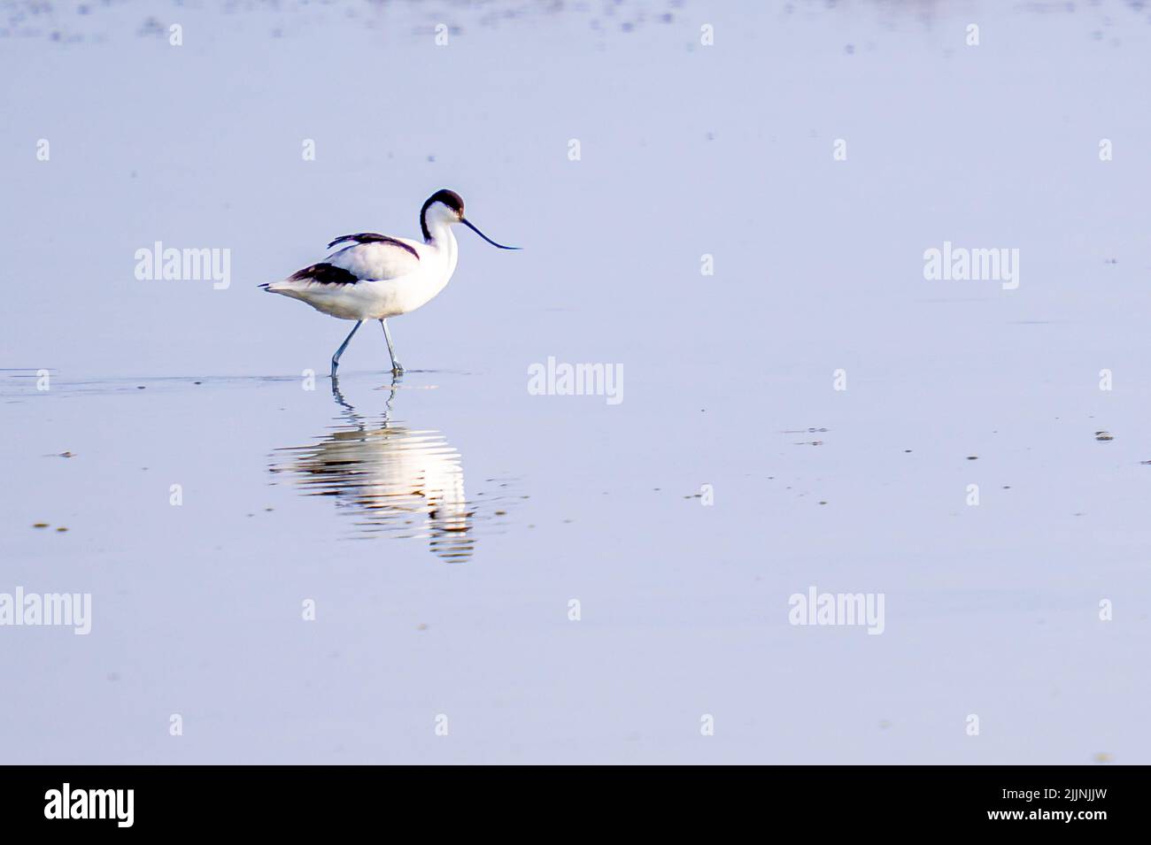 Pied avocet reflection hi-res stock photography and images - Alamy