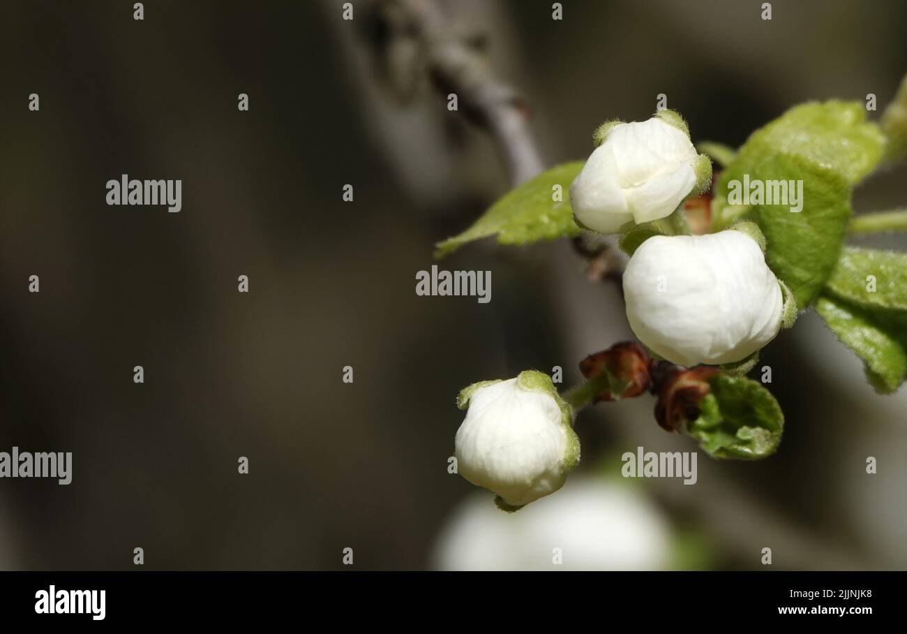 In spring, flowers on fruit trees bloom from the buds Stock Photo - Alamy