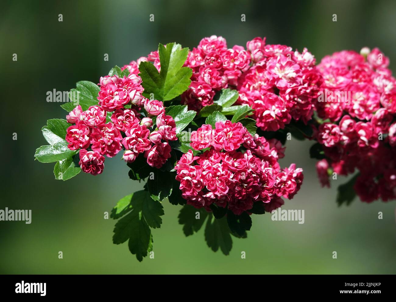 Spring flowering of hawthorn with pink flowers on branches Stock Photo ...