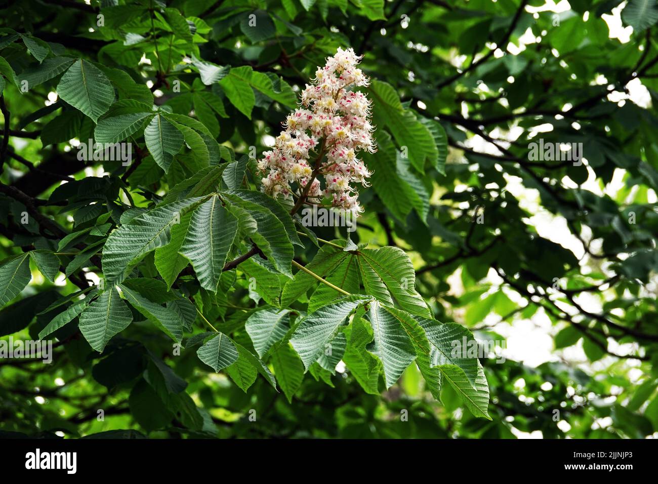 Spring flowering chestnut trees with beautiful flowers Stock Photo - Alamy