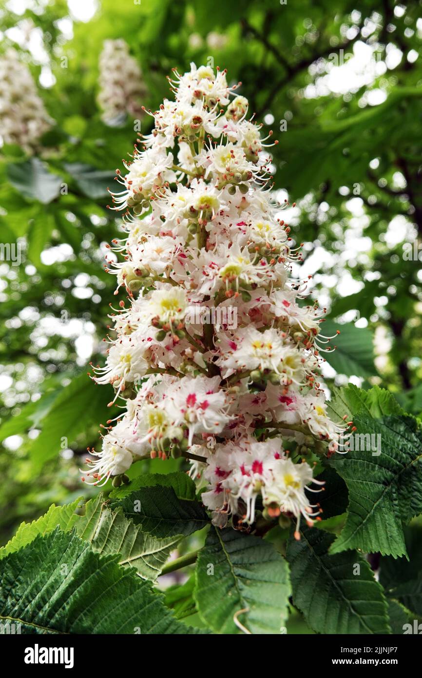 Spring flowering chestnut trees with beautiful flowers Stock Photo - Alamy