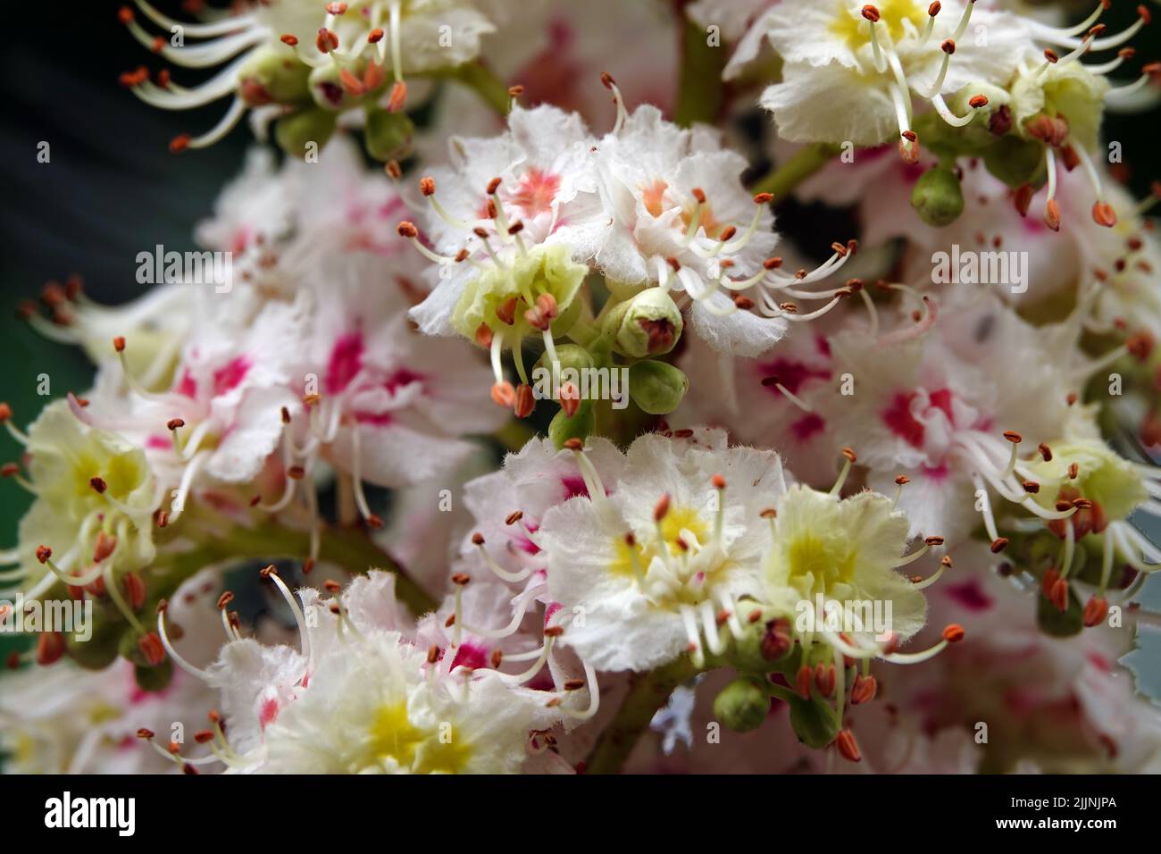 Spring flowering chestnut trees with beautiful flowers Stock Photo - Alamy