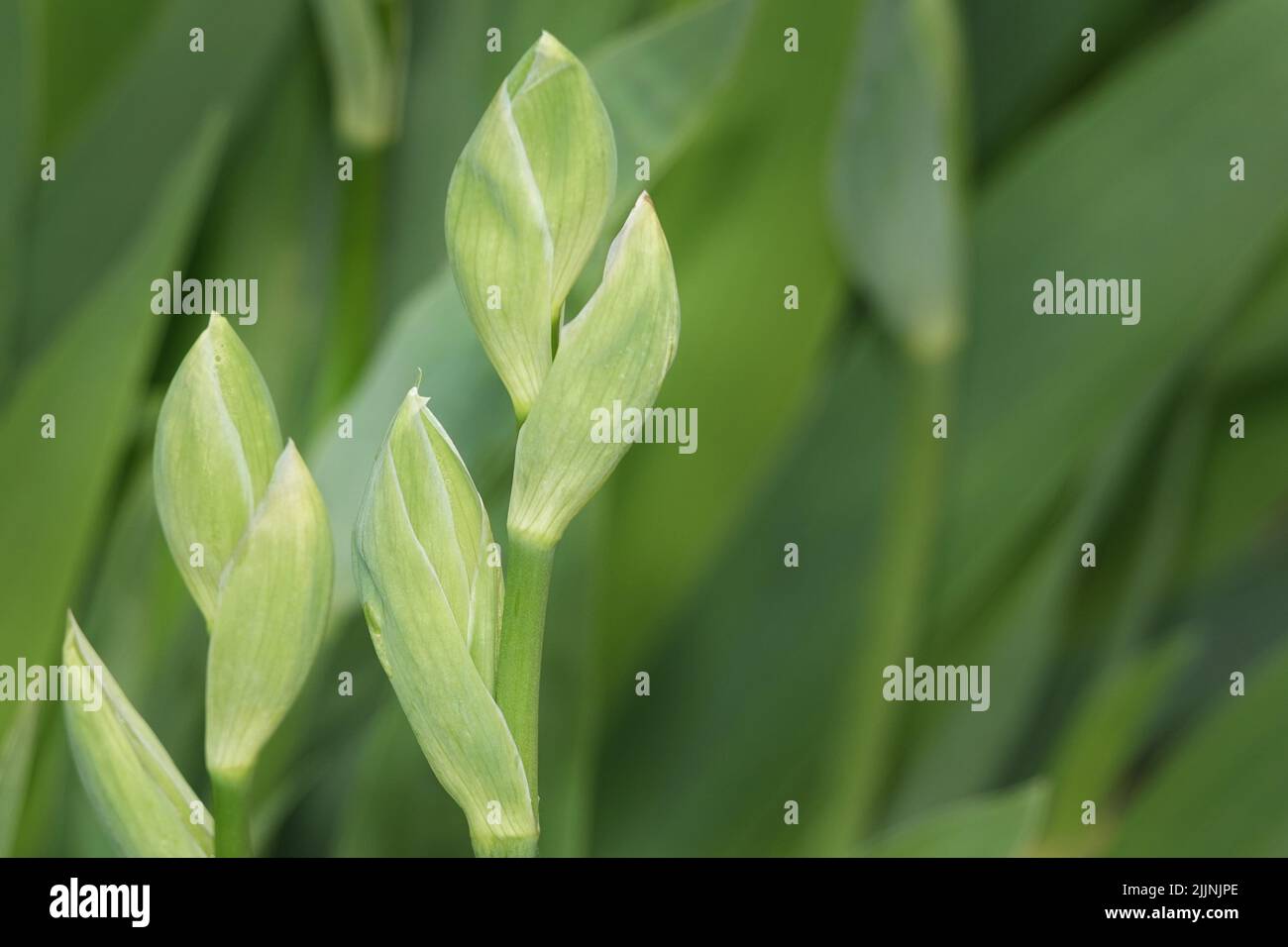 Gardener watering red tulips beds hi-res stock photography and images ...