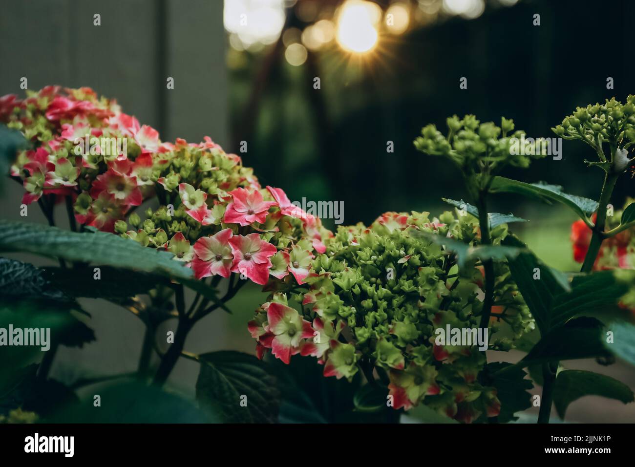 Leaf of a garden hydrangea hydrangea macrophylla hi-res stock ...