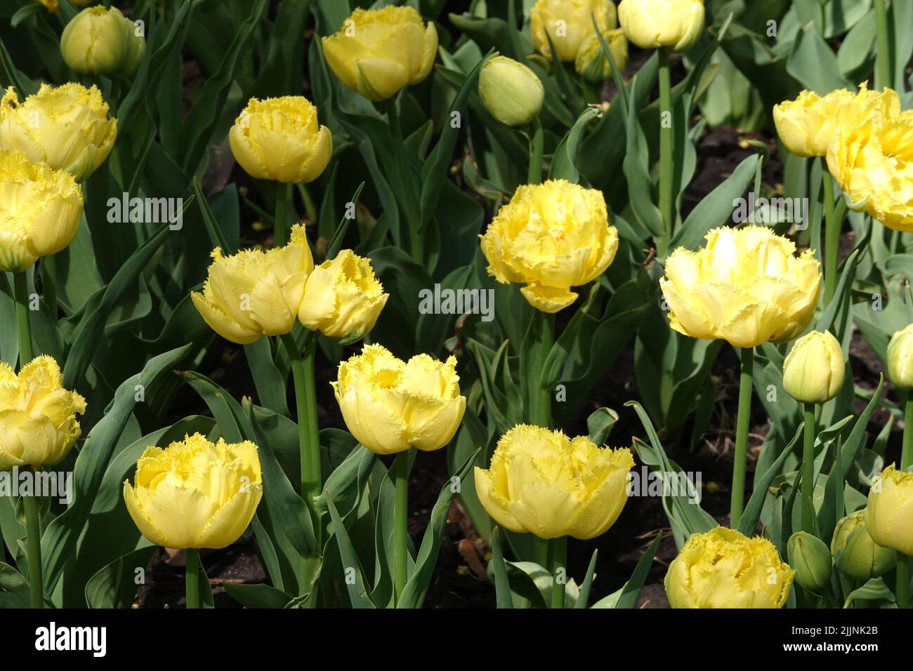 Different varieties of tulips hi-res stock photography and images - Alamy